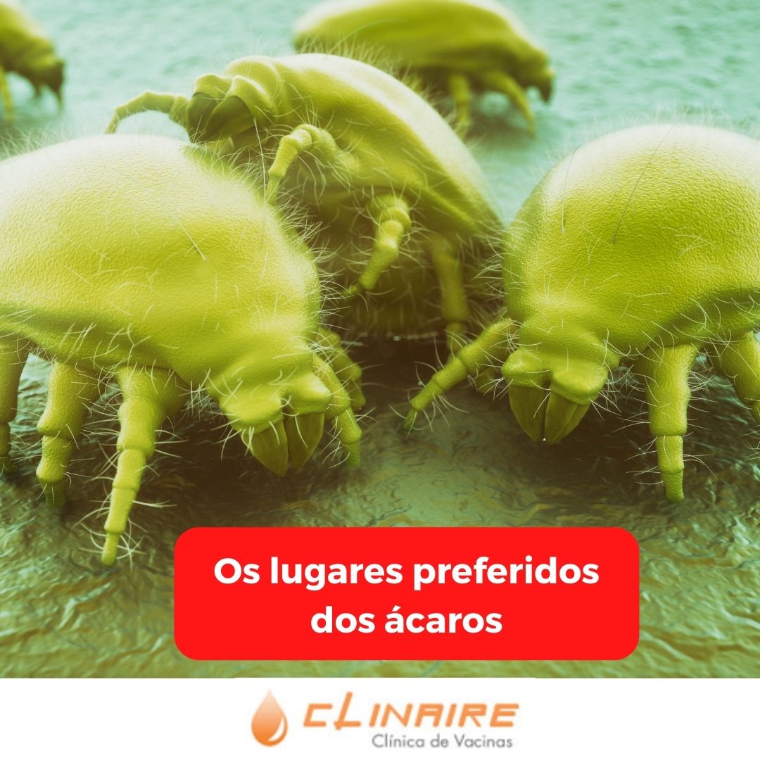 Os lugares preferidos dos ácaros | Clinaire - Clínica de vacinação e ...